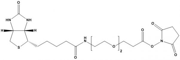 Biotin-PEG2-NHS – ChemPep