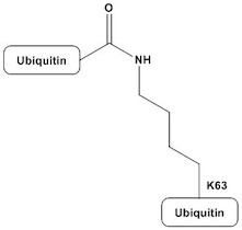 Di-Ubiquitin (K63-Linked)
