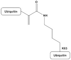 Ubiquitin-AMC (Ub-AMC) | Fluorogenic Substrate for DUB & Proteasome Assays