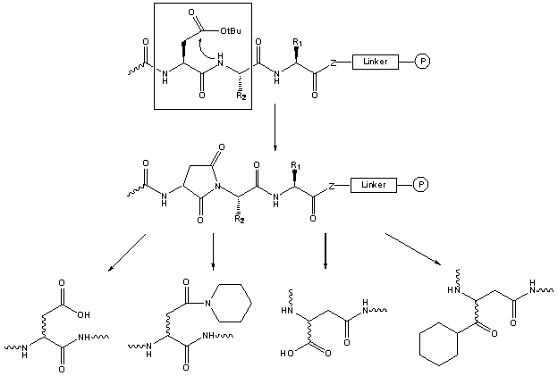 Fmoc Solid Phase Peptide Synthesis – ChemPep